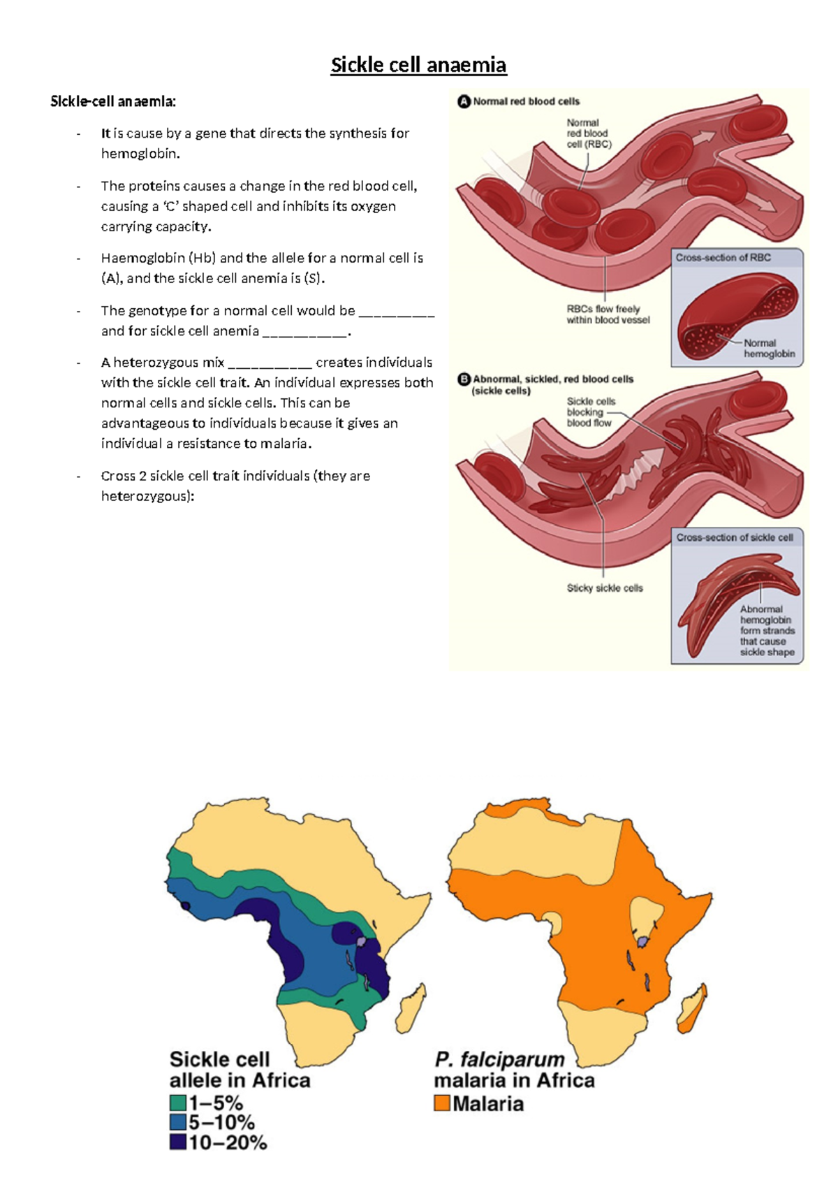 Sickle cell anaemia handout - Sickle cell anaemia Sickle-cell anaemia ...