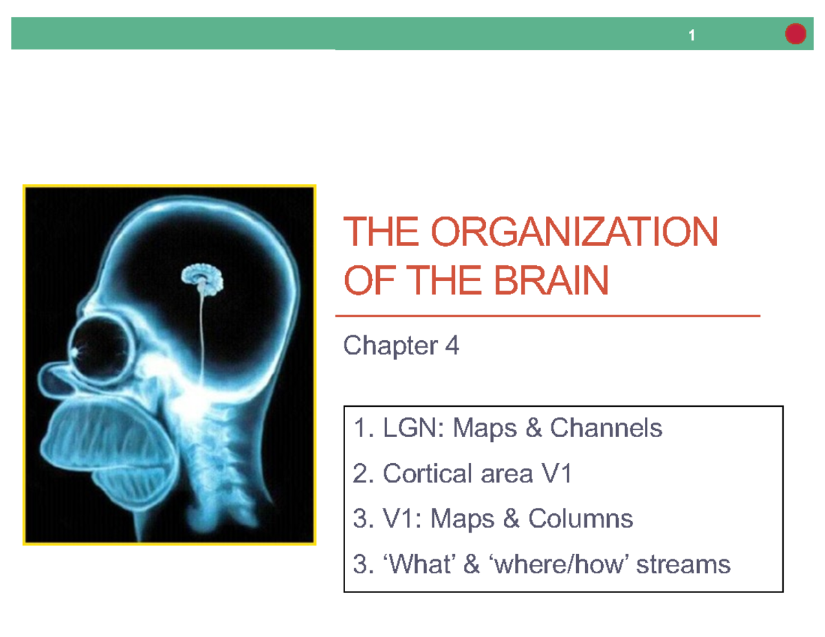 Chapter 4: The Organization of the Brain - LGN and V1 Neurons - THE ...