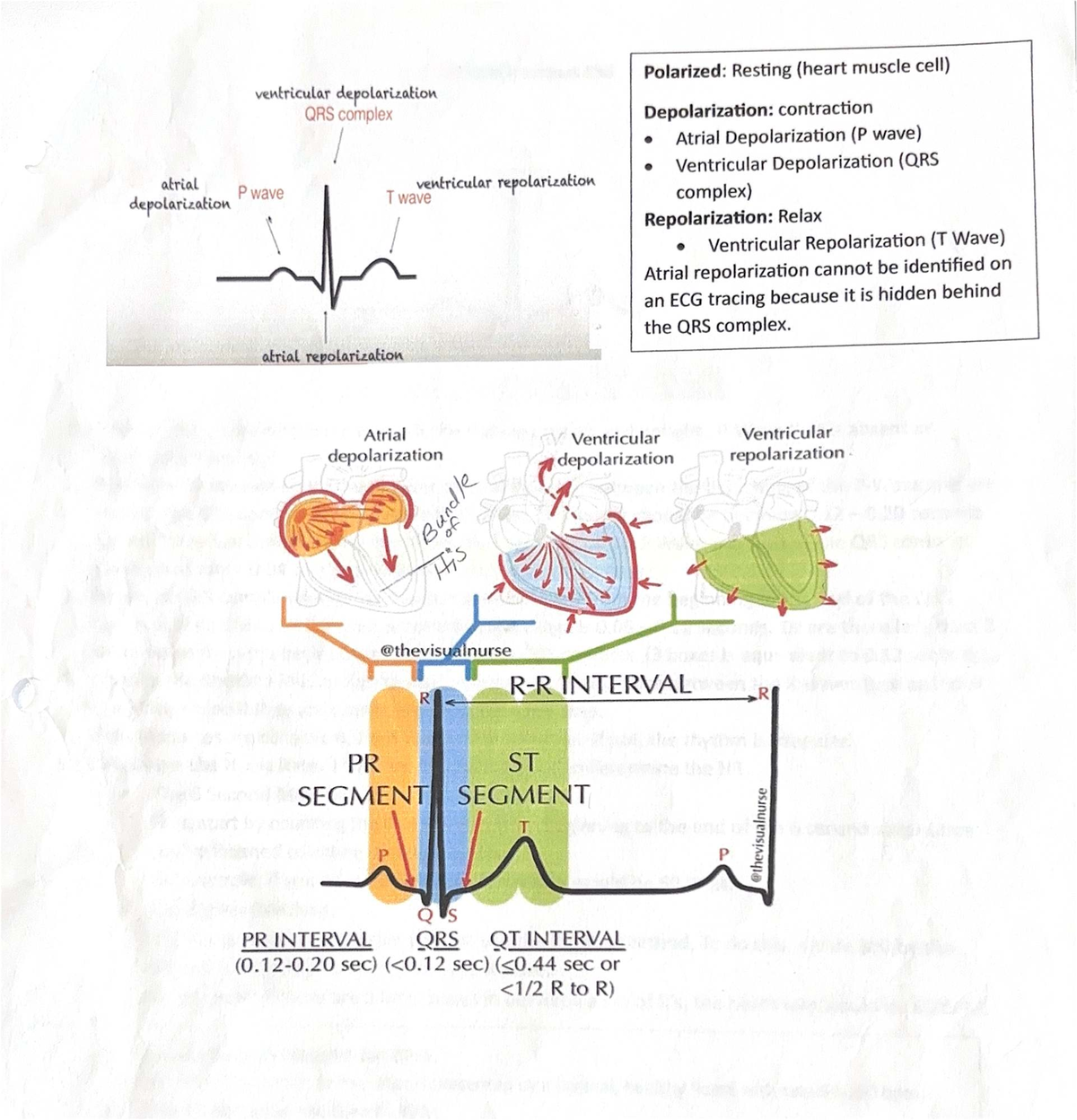 EKG Analysis: Understanding Heart Muscle Depolarization ...
