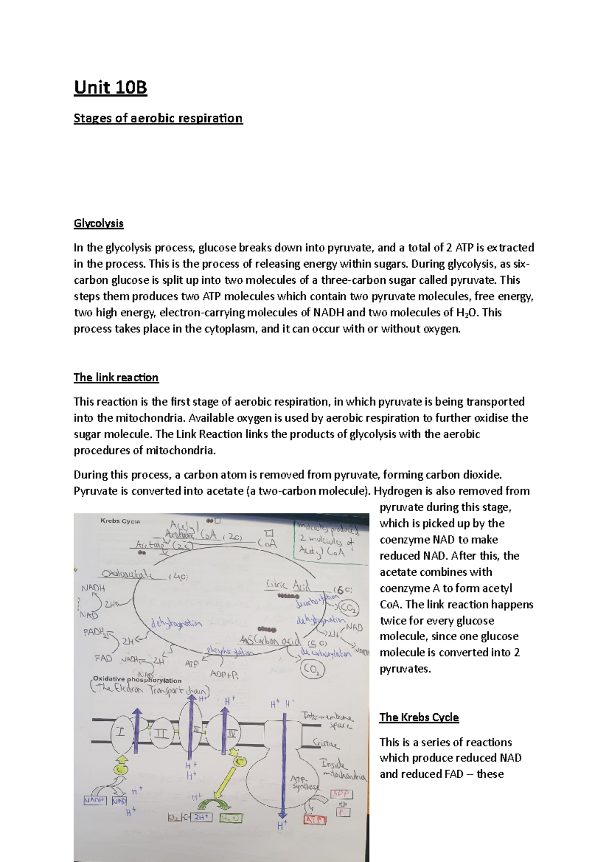 Aero Respiration Stages & Effects on Respiration - Unit 10B - Studocu