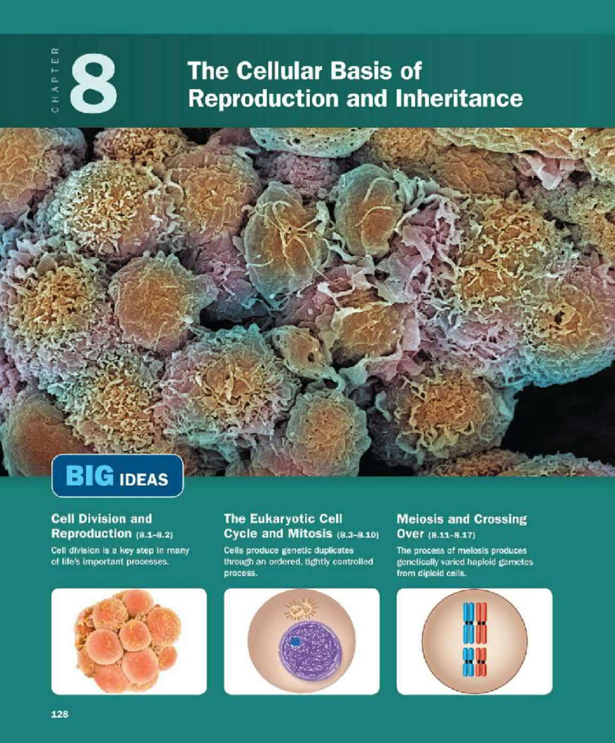 Eukaryotic Cell Cycle and Mitosis Overview: Processes and Stages - 8 ...