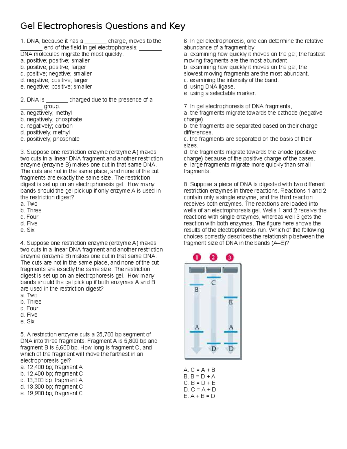 Gel Electrophoresis Questions and Key - a. positive; positive; smaller ...