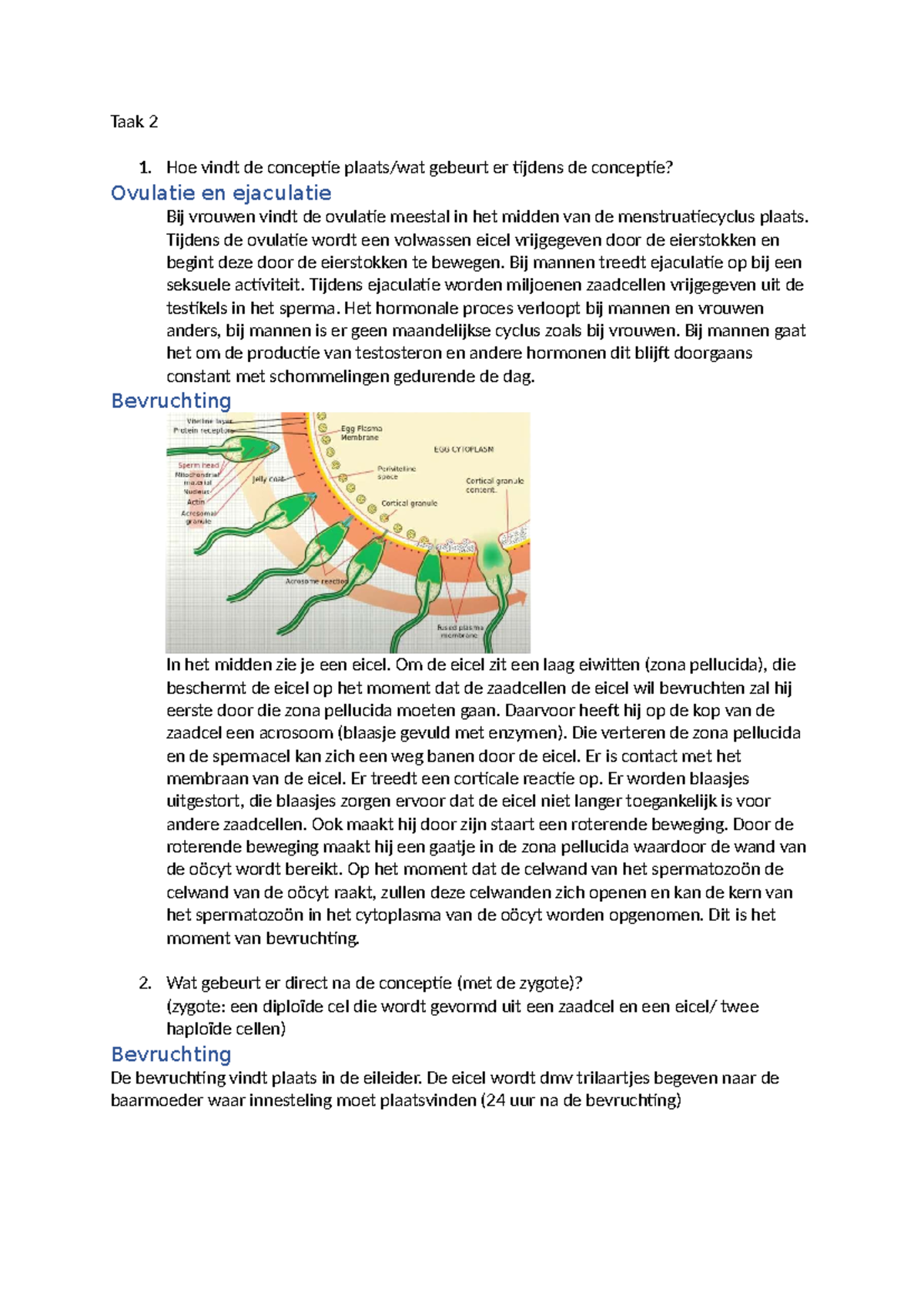 Taak 2 - Conceptie en Ontwikkeling van de Zygote en Embryo - Studeersnel