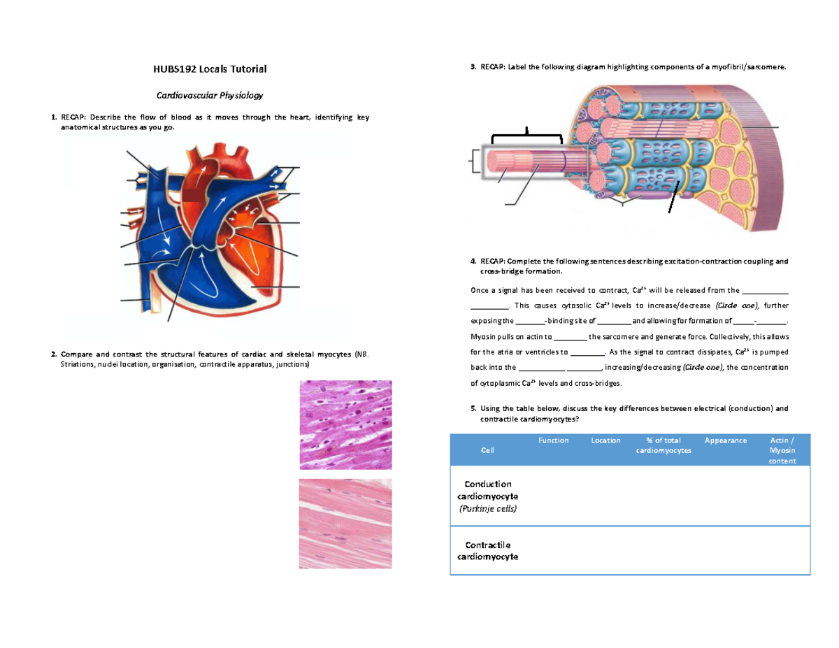 HUBS192 Cardiovascular Physiology Tutorial 3 Recap and Analysis - Studocu