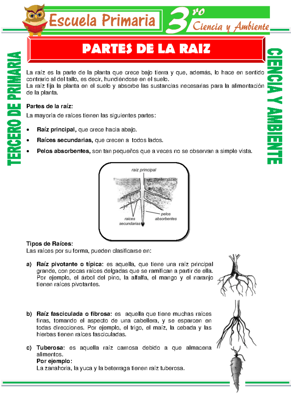 Partes de la Raíz para Tercero de Primaria: Clase Práctica y Teórica ...