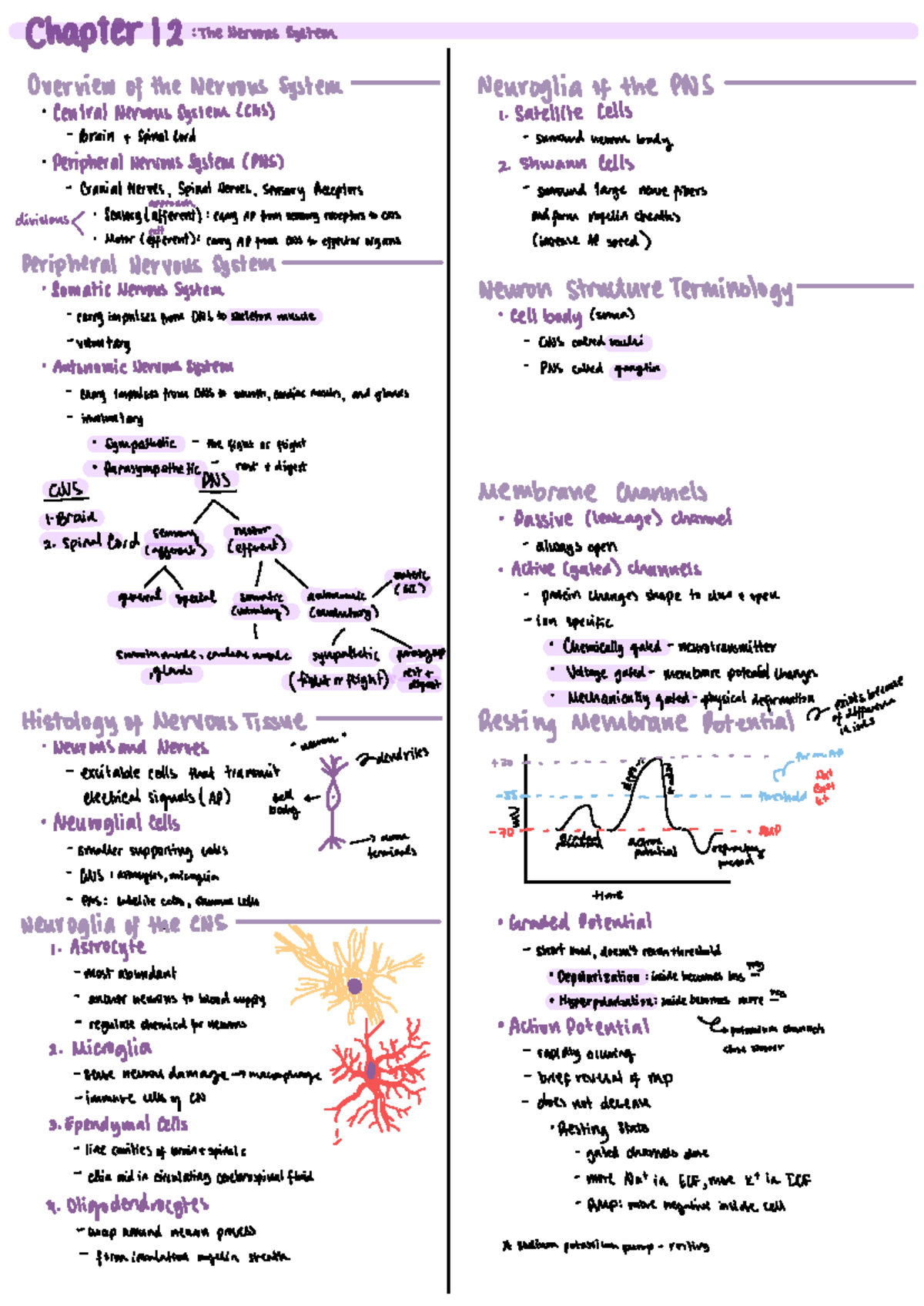 Chapter 12: Overview of the Nervous System and Neuroglia Functions ...