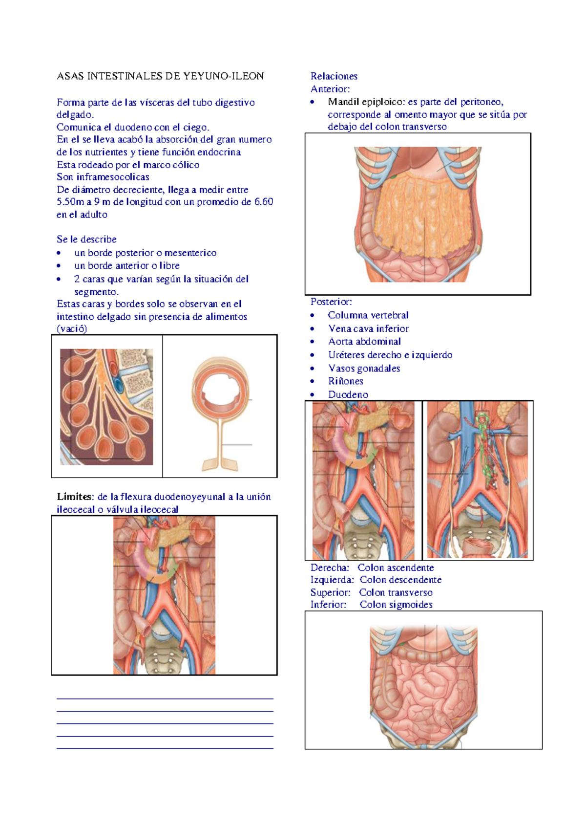Asas Intestinales del Yeyuno-Ileon: Anatomía y Funciones - Studocu