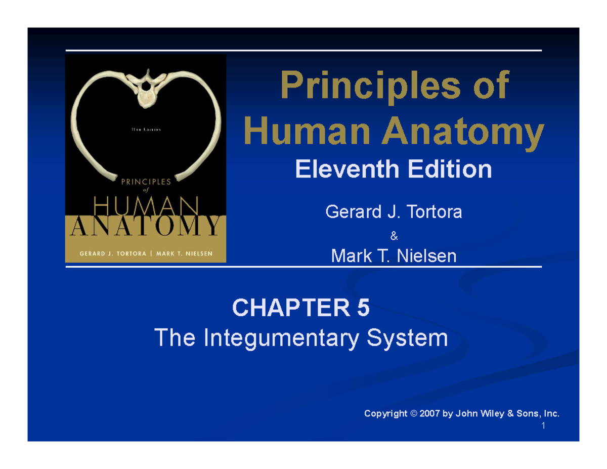 Chapter 5: The Integumentary System - Principles of Human Anatomy - Studocu