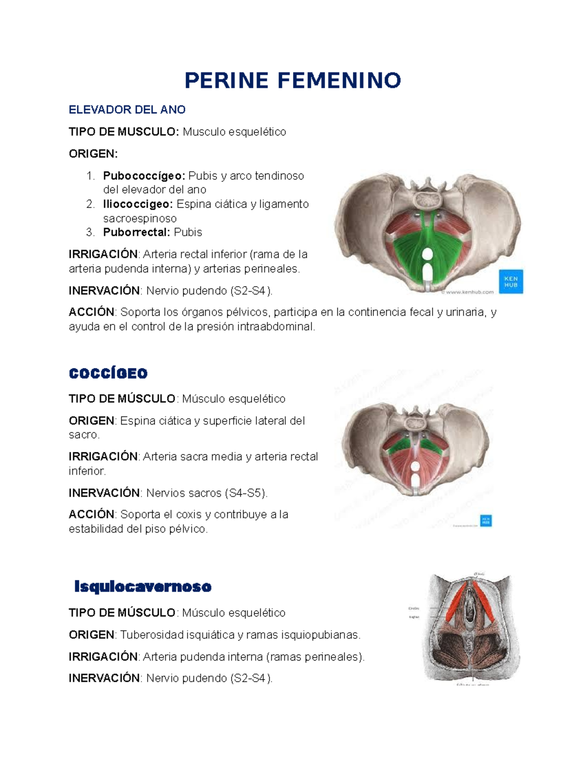 Músculos del Periné: Masculino y Femenino - Anatomía y Función - Studocu