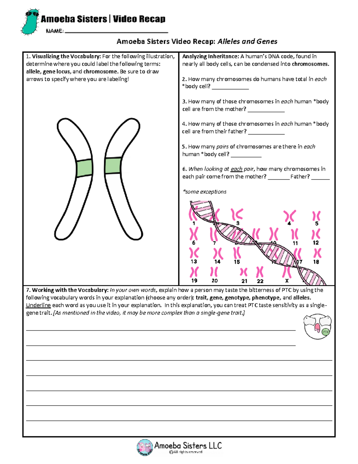 Amoeba Sisters Recap: Understanding Alleles and Genes Concepts - Studocu