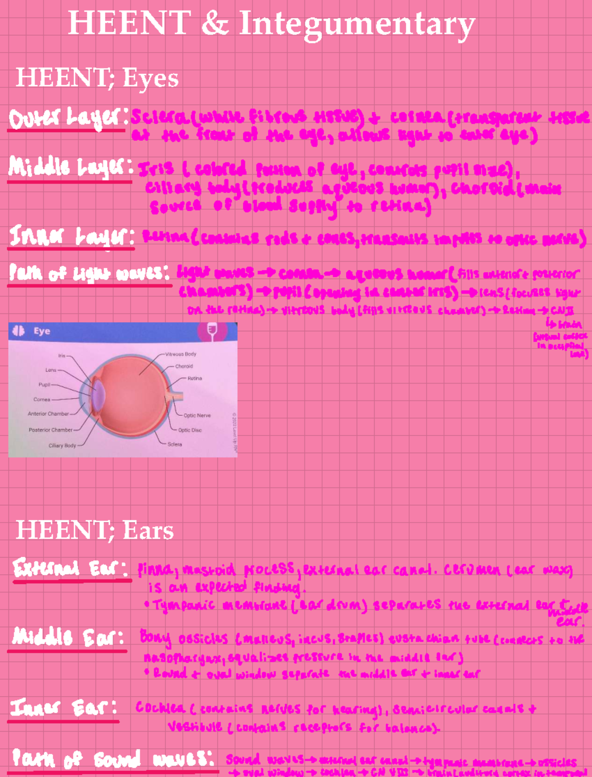 HEENT & Integumentary Overview: Anatomy, Disorders, and Treatments ...