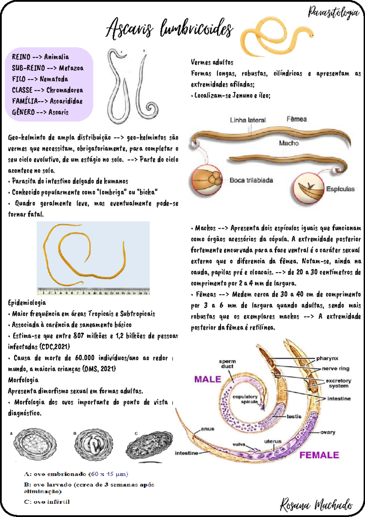 Ascaris Lumbricoides - Resumo - Geo-helminto de ampla distribuição ...