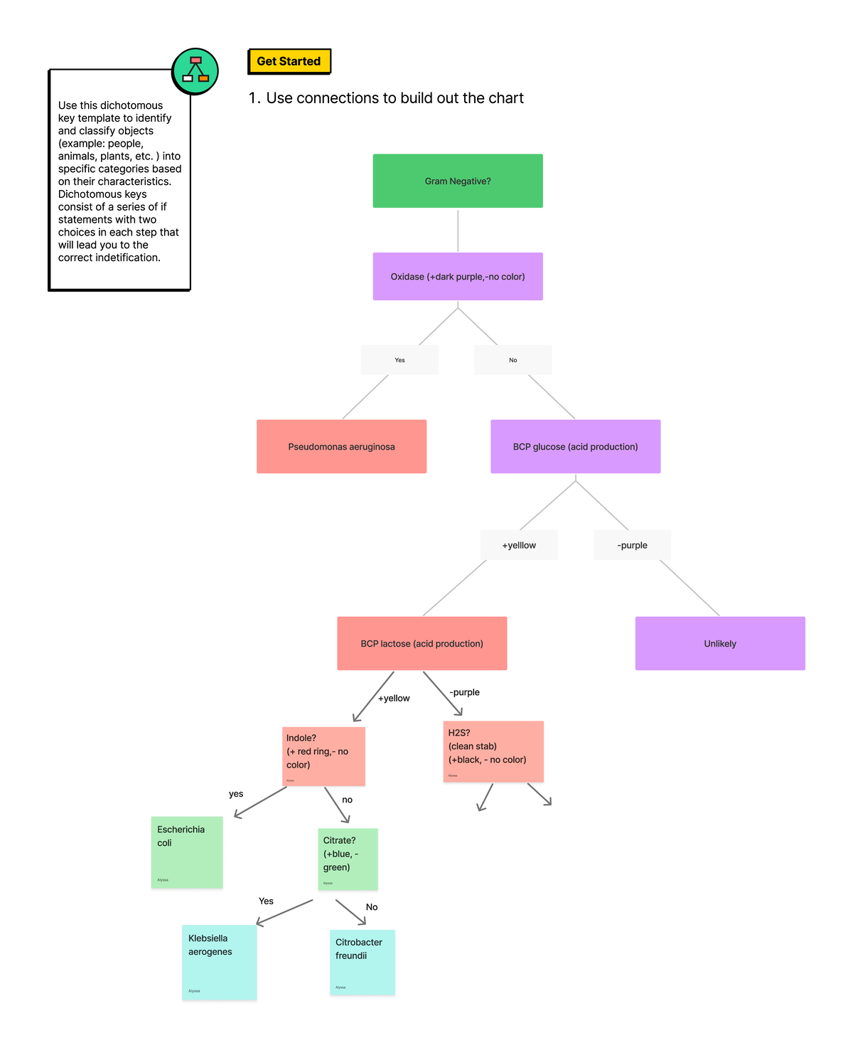 Dichotomous Key (Copy) - BIOL 22 - Studocu