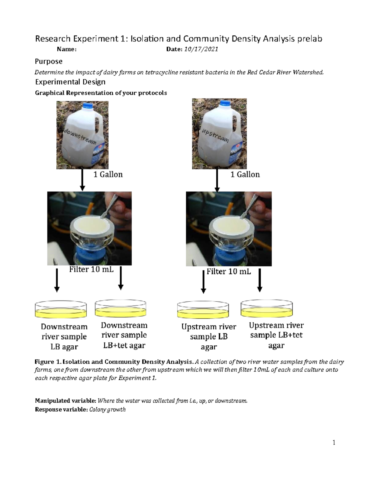 Experiment 1 Prelab: Isolation & Community Density Analysis (BS171 ...