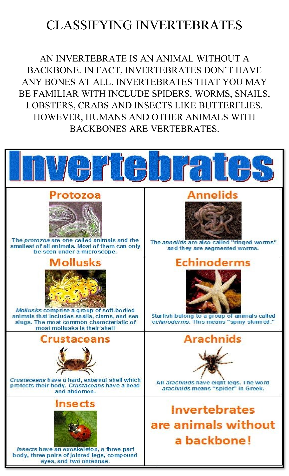 Classifying- Invertebrates - CLASSIFYING INVERTEBRATES AN INVERTEBRATE ...