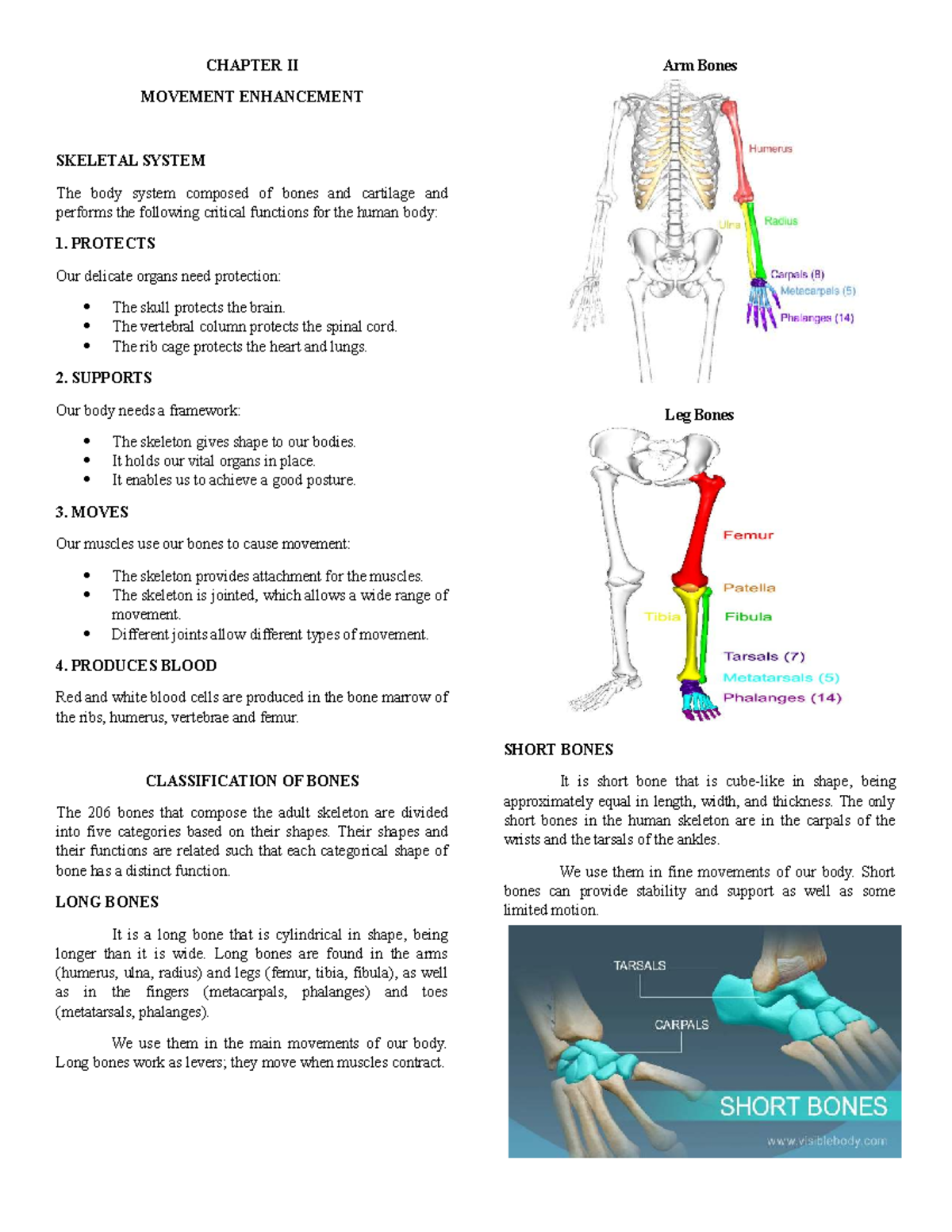 CHAPTER II: Arm Bones & Movement in the Skeletal System (MID PE) - Studocu