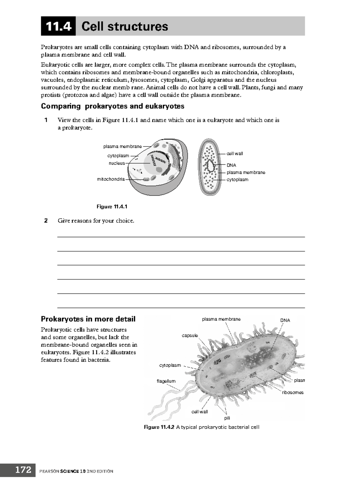 Biology Worksheet: Prokaryotic and Eukaryotic Cell Structures - Studocu