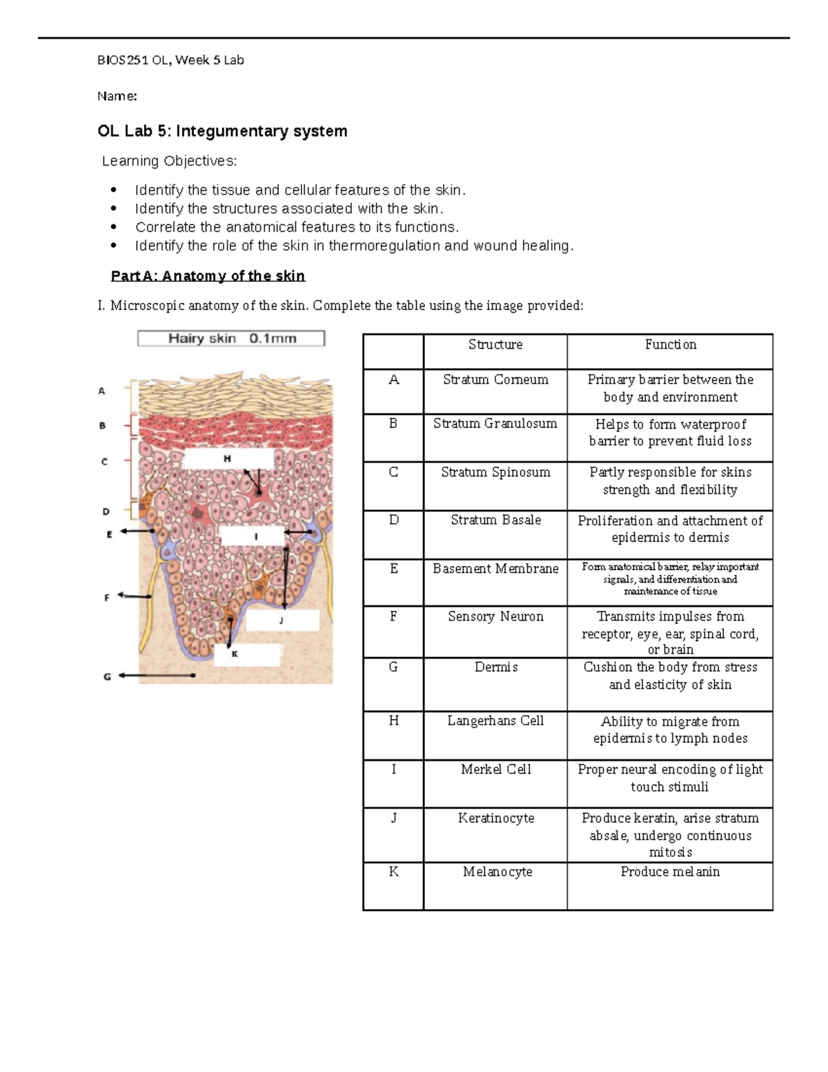 BIOS 251 Week 5 Lab Report: Integumentary System Overview and Activities - Studocu