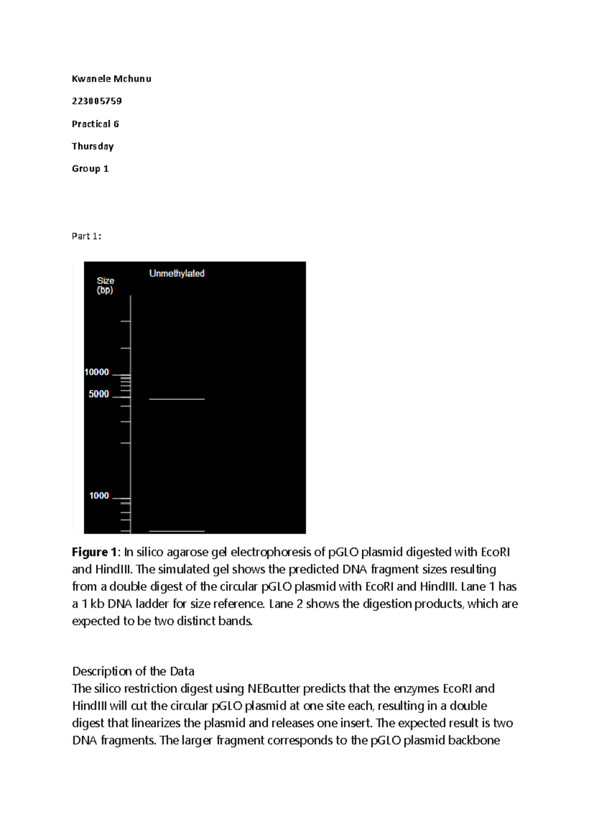 Practical 6: In Silico Analysis of pGLO Plasmid Digestion and PCR - Studocu