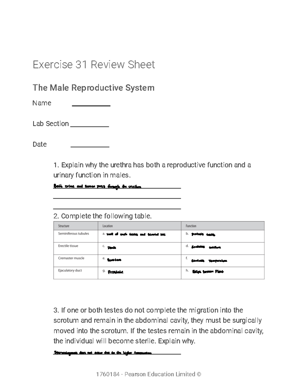 Chapter 31 - Lab Assignment: Male Reproductive System Review - Studocu