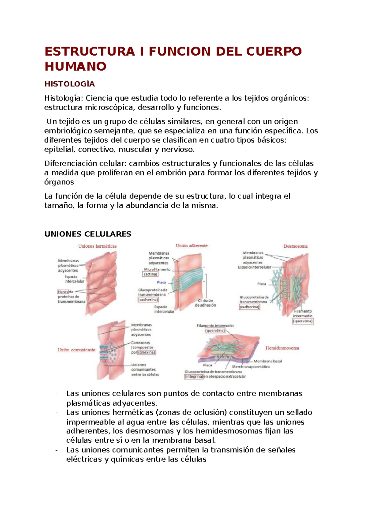 Estructura i función del cuerpo humano T5 - ESTRUCTURA I FUNCION DEL ...