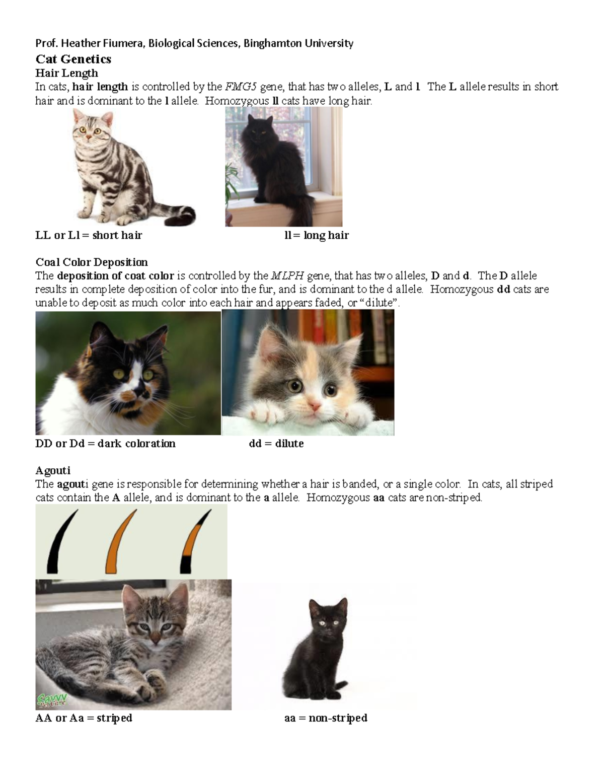 Cat Genotypes and Phenotypes (BIO 2025) - A Genetic Overview - Studocu