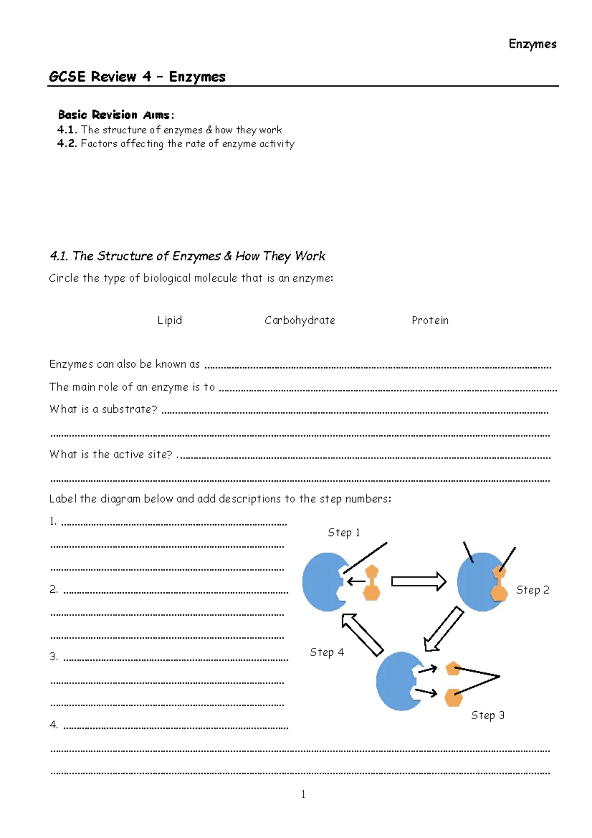 AQA.-Enzymes Worksheet - GCSE Review 4 – Enzymes 4. The Structure of ...