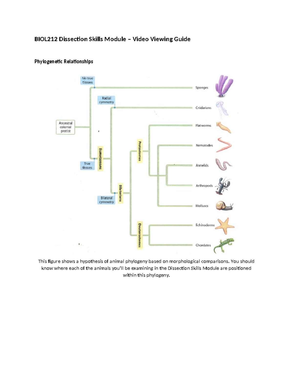 Dissection Skills Video Viewing Guide - BIOL212 Dissection Skills Module – Video Viewing Guide ...