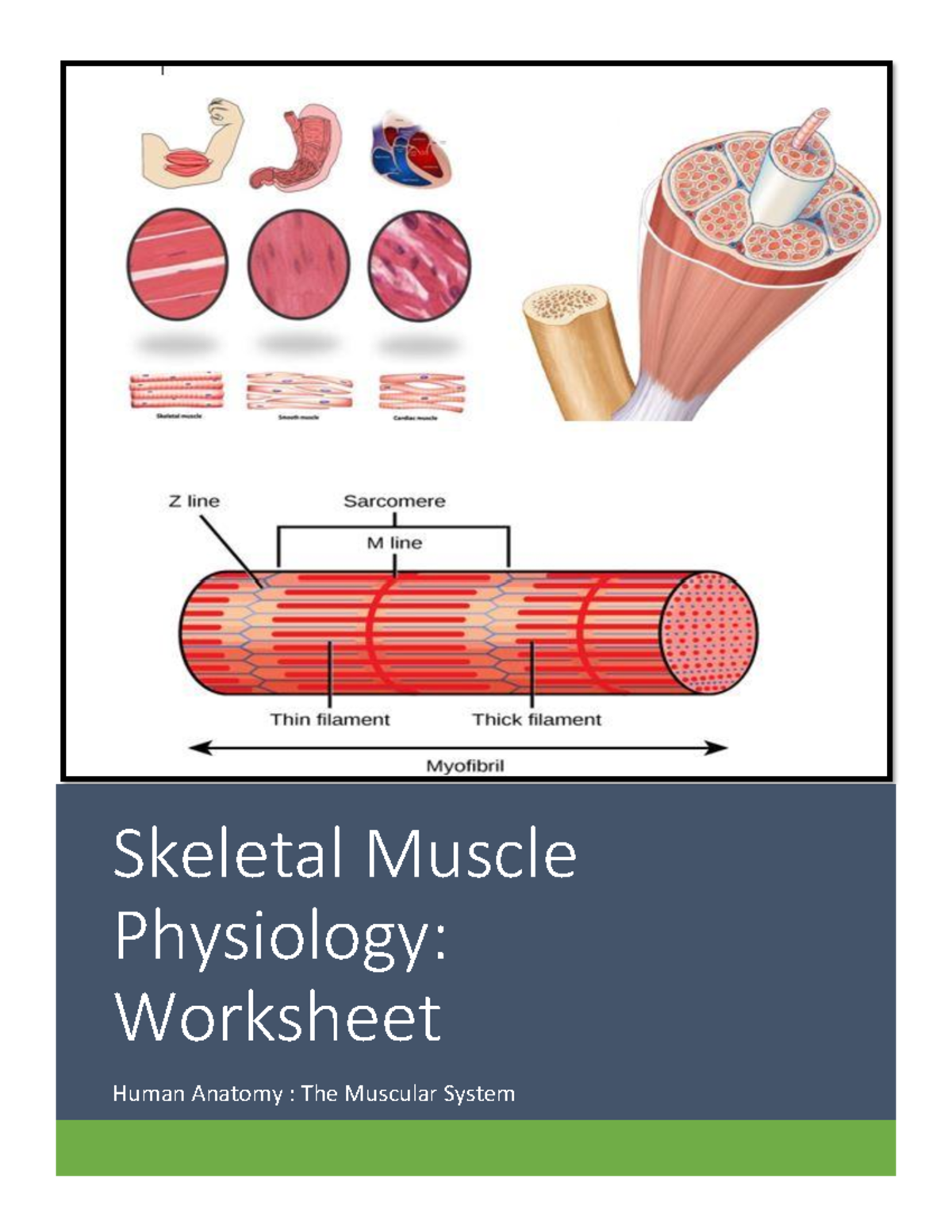 Human Anatomy: Skeletal Muscle Physiology Review Worksheet - Studocu