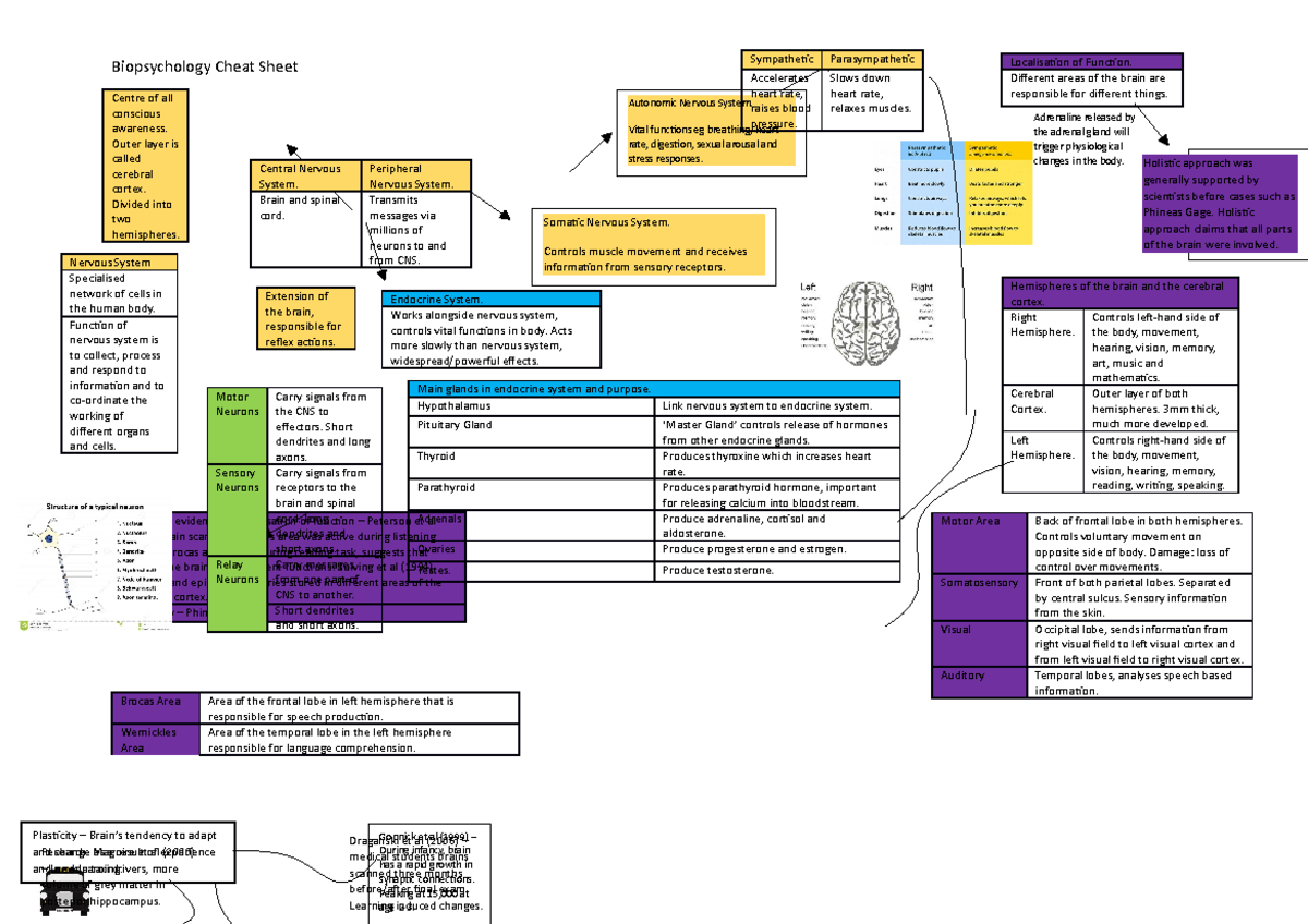 Biopsychology Cheat Sheet for PSY101: Key Concepts & Evidence - Studocu