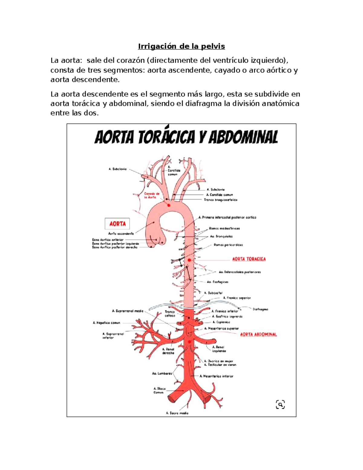 Irrigación de la Pelvis: Arterias y Ramas Principales (Anatomía) - Studocu