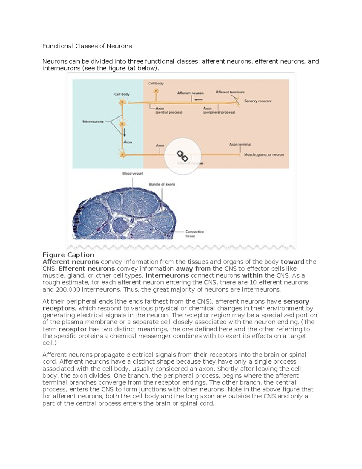 Functional Classes of Neurons: Afferent, Efferent, and Interneurons ...