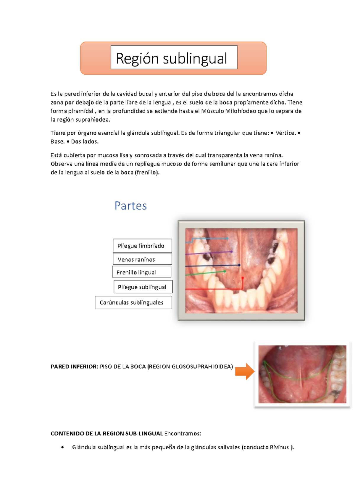 Anatomía De La Parte Inferior De La Lengua Dolor En La Lengua: