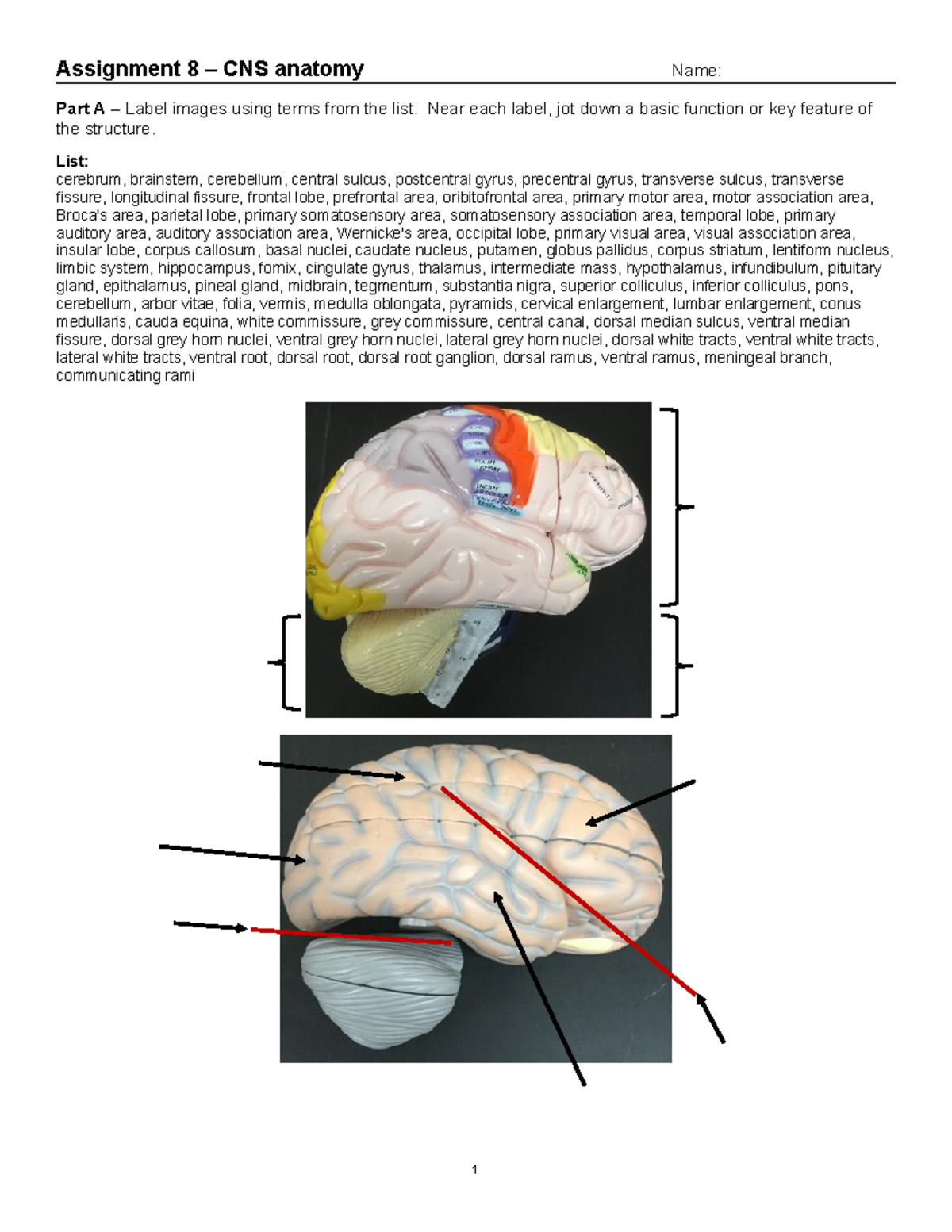 Lab document for anatomy - Assignment 8 – CNS anatomy Name: Part A ...