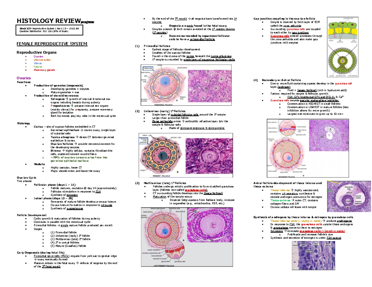 Histo Outline (Reproductive) - HISTOLOGY REVIEWFAD/JEDN FEMALE ...