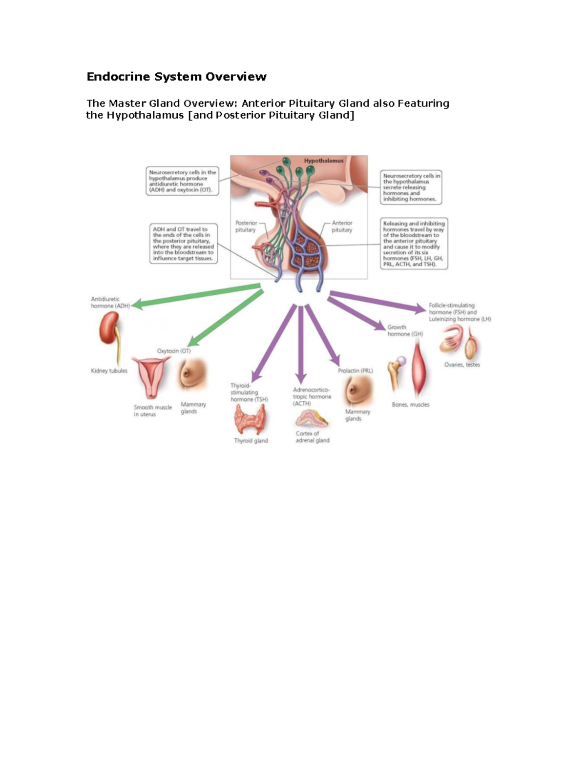 Endocrine System Overview: Anterior Pituitary & Hormonal Feedback ...