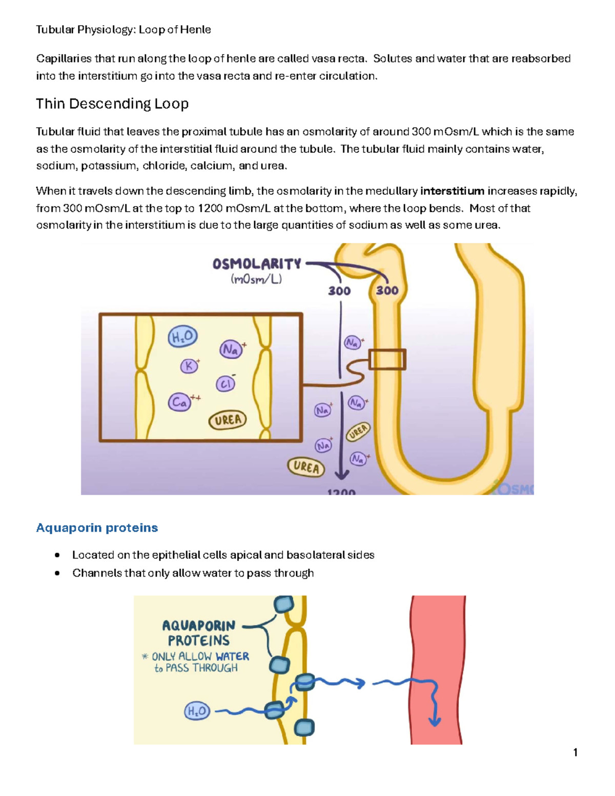 Loop of Henle Overview: Key Concepts in Tubular Physiology Study - Studocu