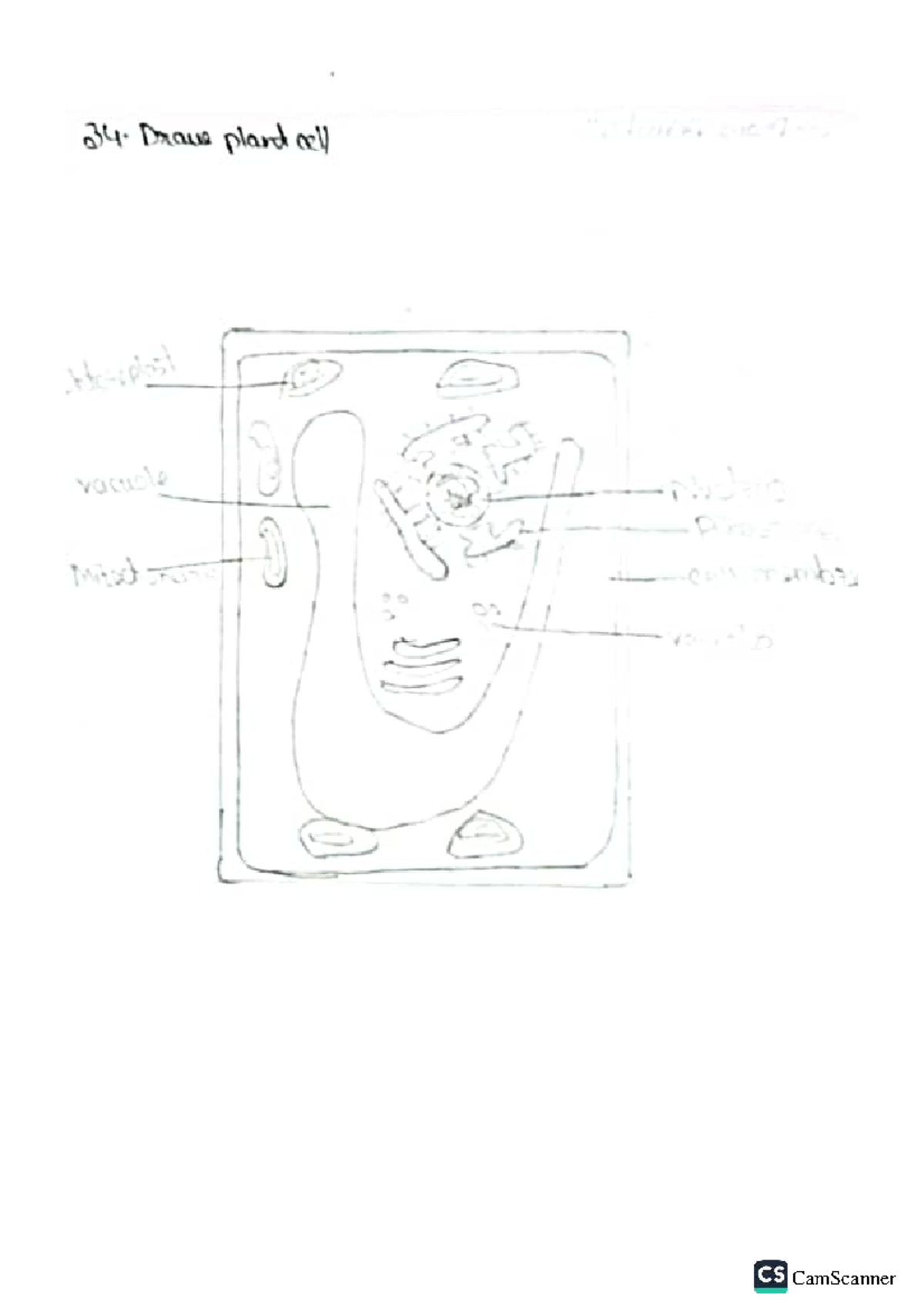 Biology Lecture Notes: Digestive System Overview (BIOL 101) - Studocu