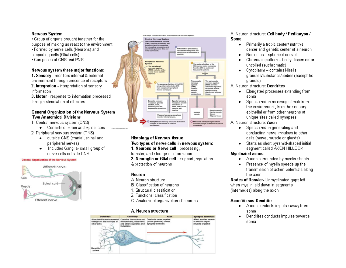 Nervous System Overview: Structure, Function, and Organization - Studocu