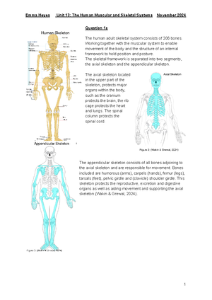 Unit 11 Human Muscular and Skeletal System - Unit 11: The Human ...
