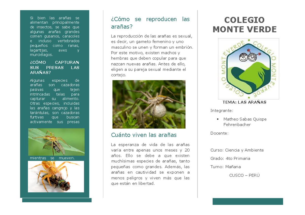 Triptico Arañas - NADA IMPORTANTE - Si bien las arañas se alimentan principalmente de insectos ...