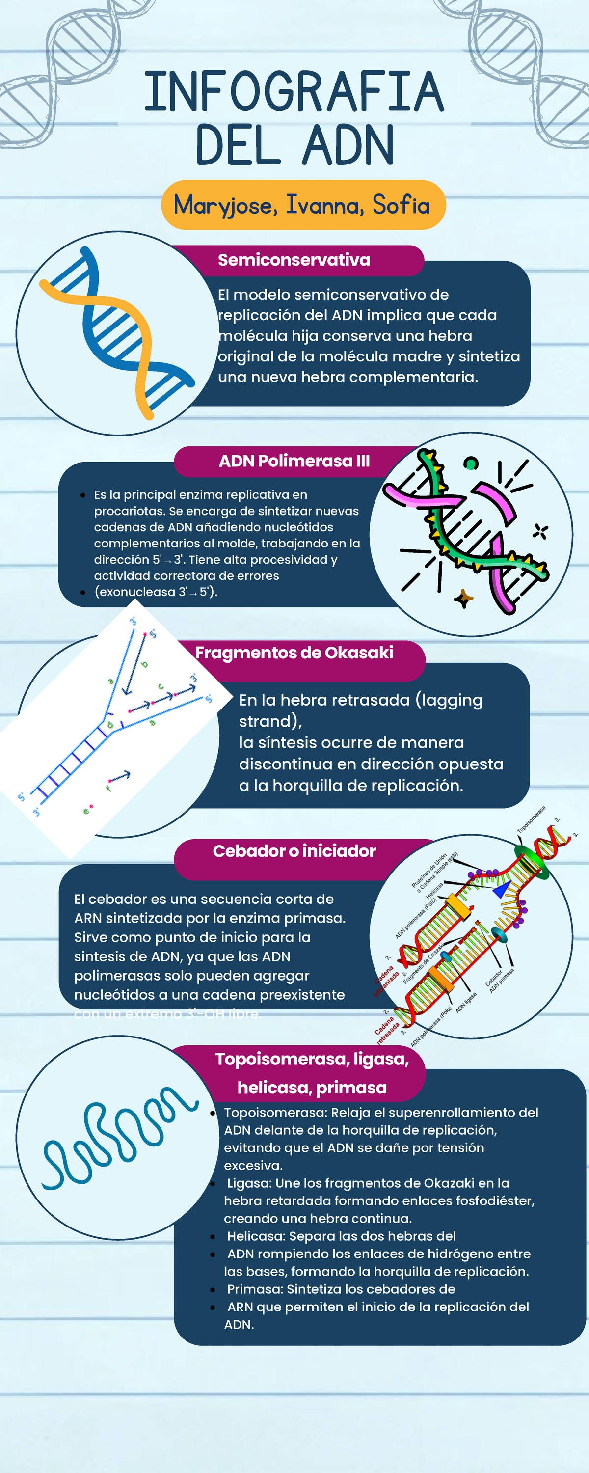 Infografía Biología Organización del ácido desoxirribonucleico (ADN) en ...