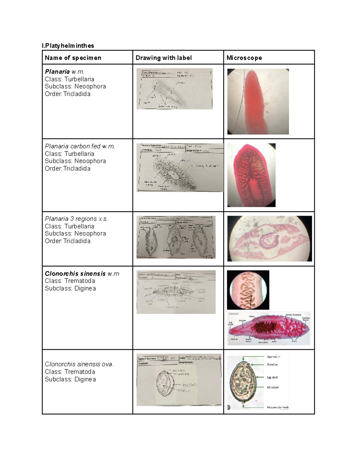 Zoology Reviewer Lab Part 1: Platyhelminthes & Annelids - Studocu