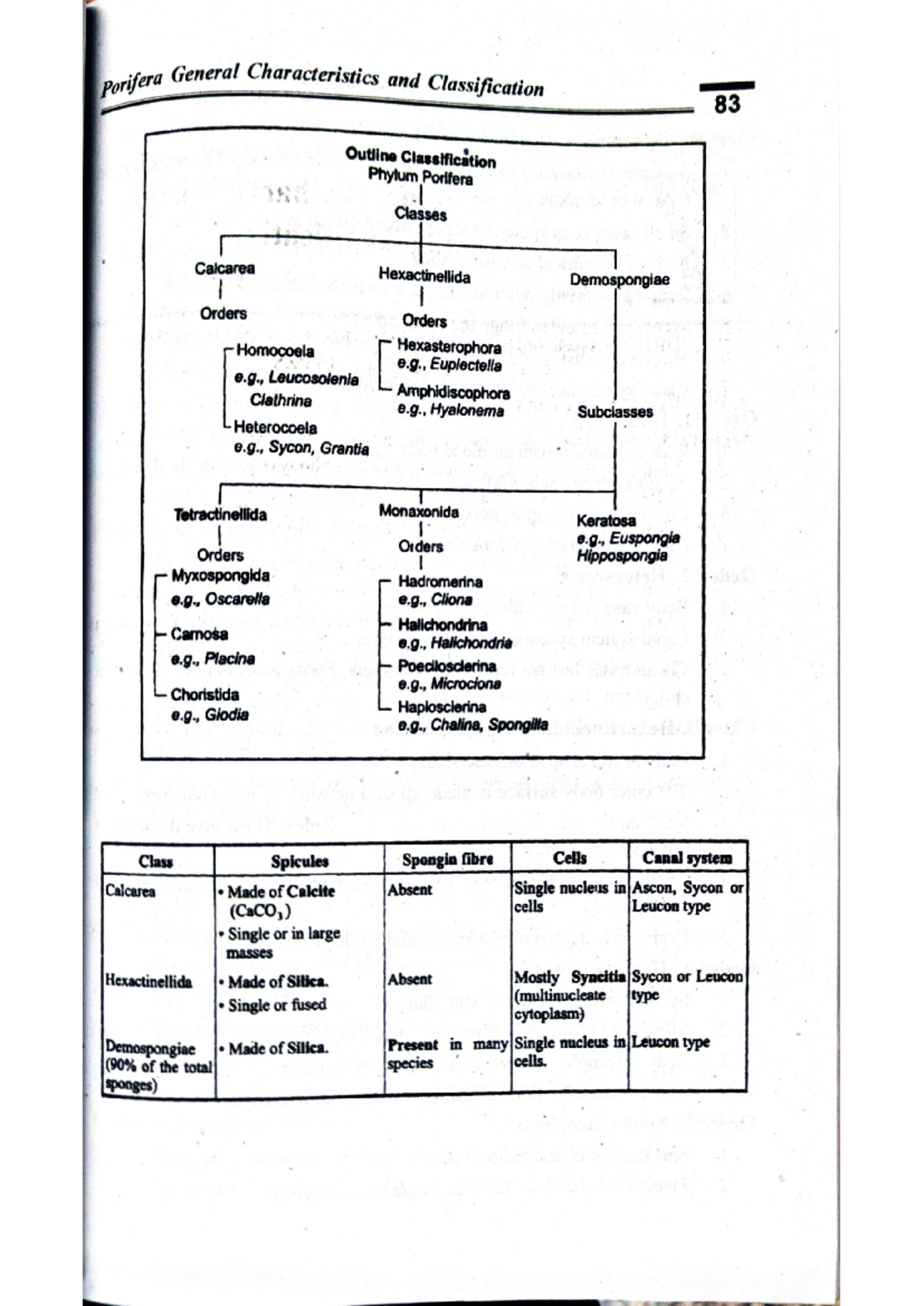 Classification of Sponges: General Characteristics of Porifera - Studocu