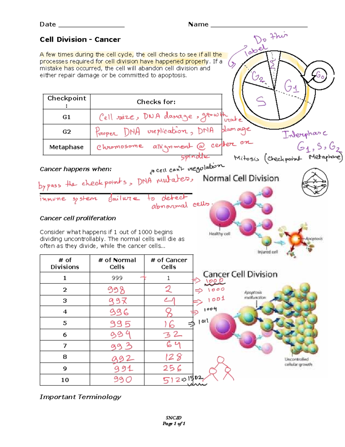 Cell Division and Cancer Overview - SNC2D Notes - Studocu