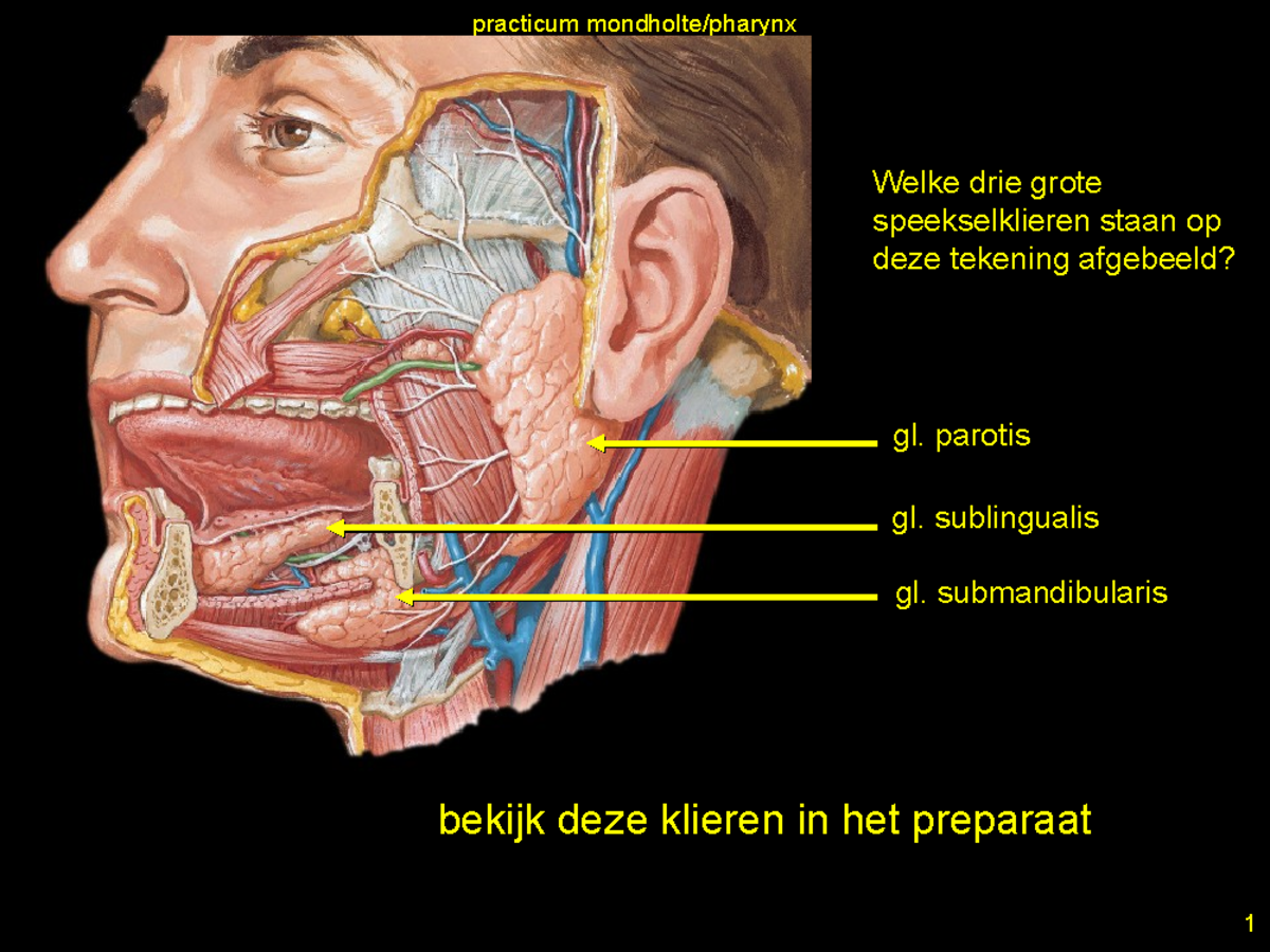 Practicum - Mondholte en Pharynx - Hoofdstuk 3 Studies - Studeersnel