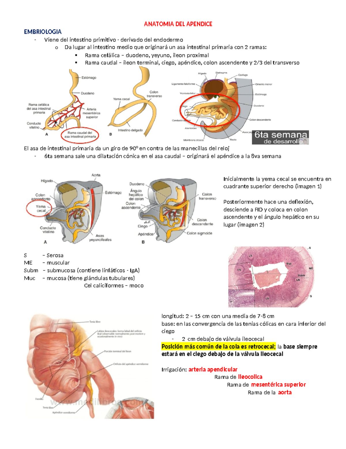 Anatomía y Embriología del Apéndice: Detalles Clave para Estudio - Studocu