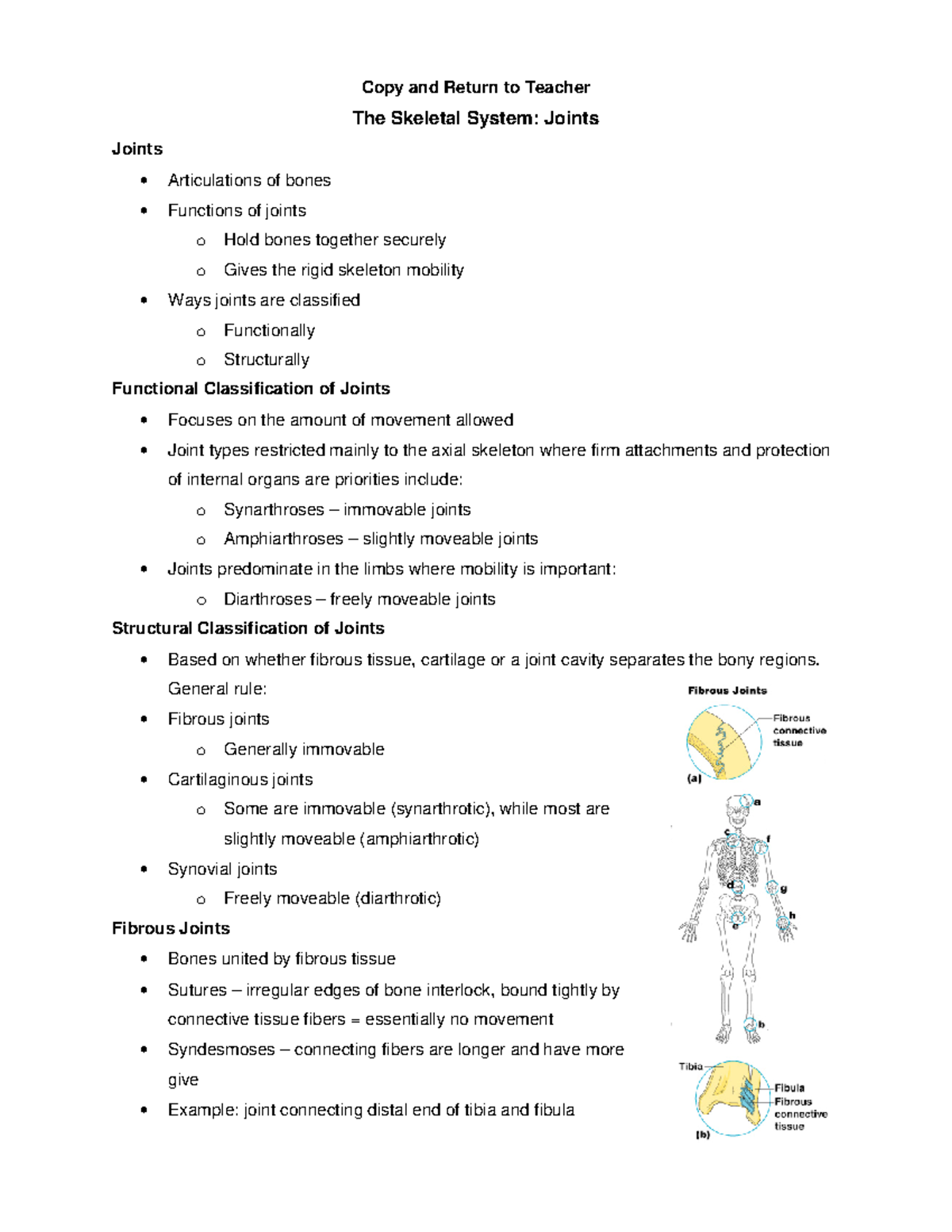 **Skeletal System Joints: Overview and Classifications Notes** - Studocu