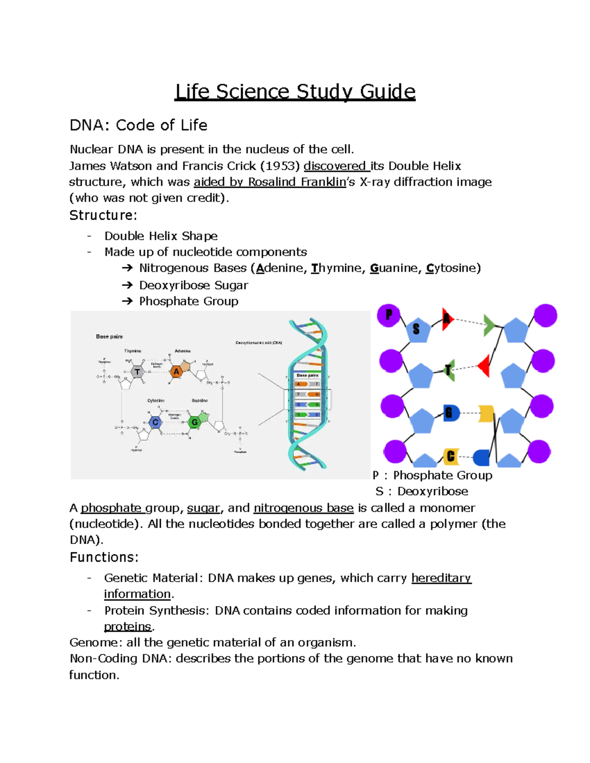 Life science study notes: DNA structure, function, and meiosis concepts ...