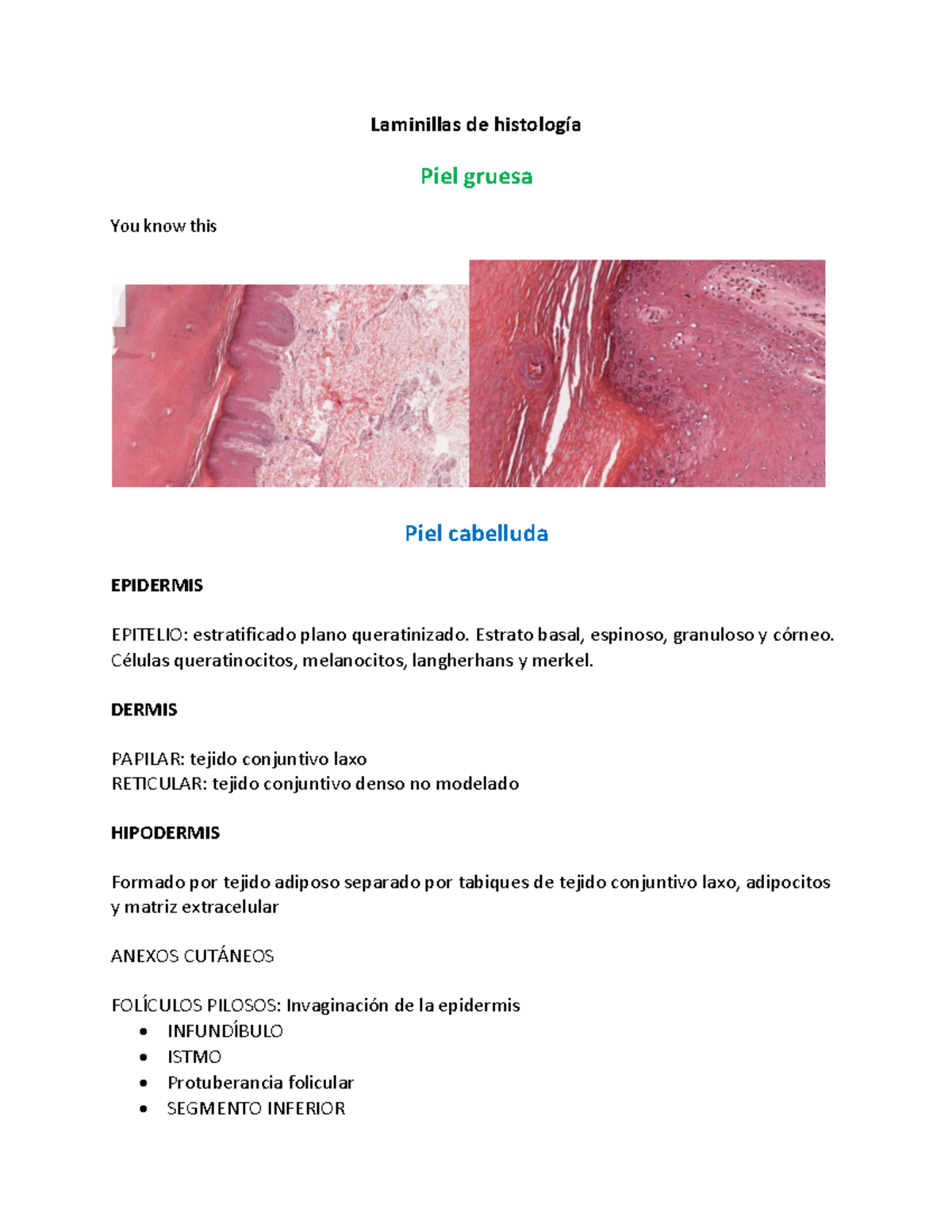 Repaso de Laminillas de Histología: Piel, Hueso, y Más - Studocu
